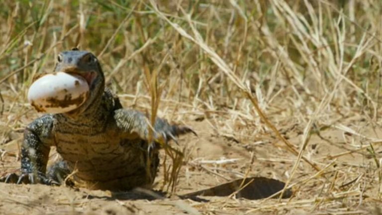 Globo Repórter mostra efeitos das mudanças climáticas na vida animal ...